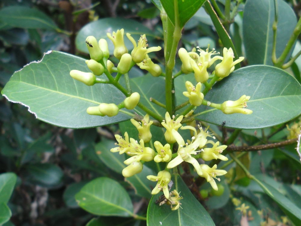 Acronychia imperforata | Wholesale Nursery - Nurseries in Melbourne ...