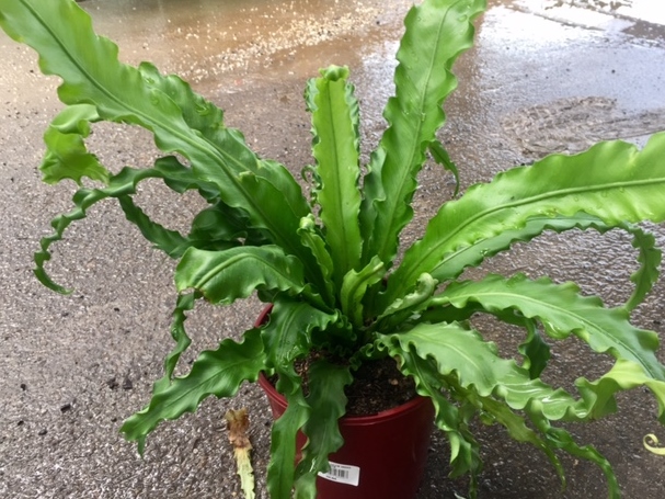 Asplenium nidus Osaka | Wholesale Nursery - Nurseries in Melbourne ...