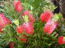 Callistemon viminalis Captain Cook | Wholesale Nursery - Nurseries in ...
