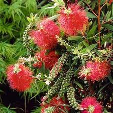 Callistemon viminalis Captain Cook | Wholesale Nursery - Nurseries in ...