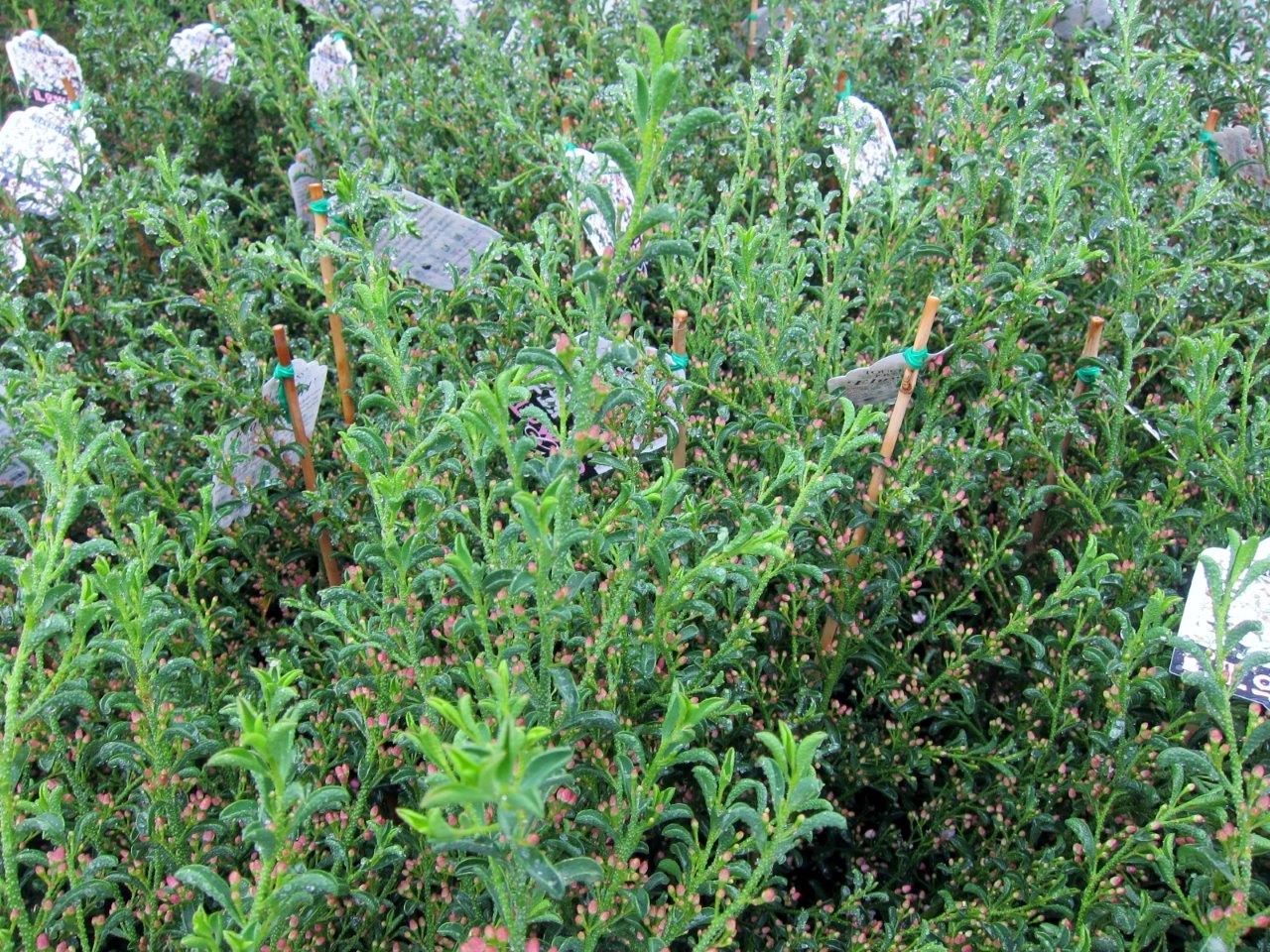 Philotheca myoporoides Flower Girl | Wholesale Nursery - Nurseries in ...