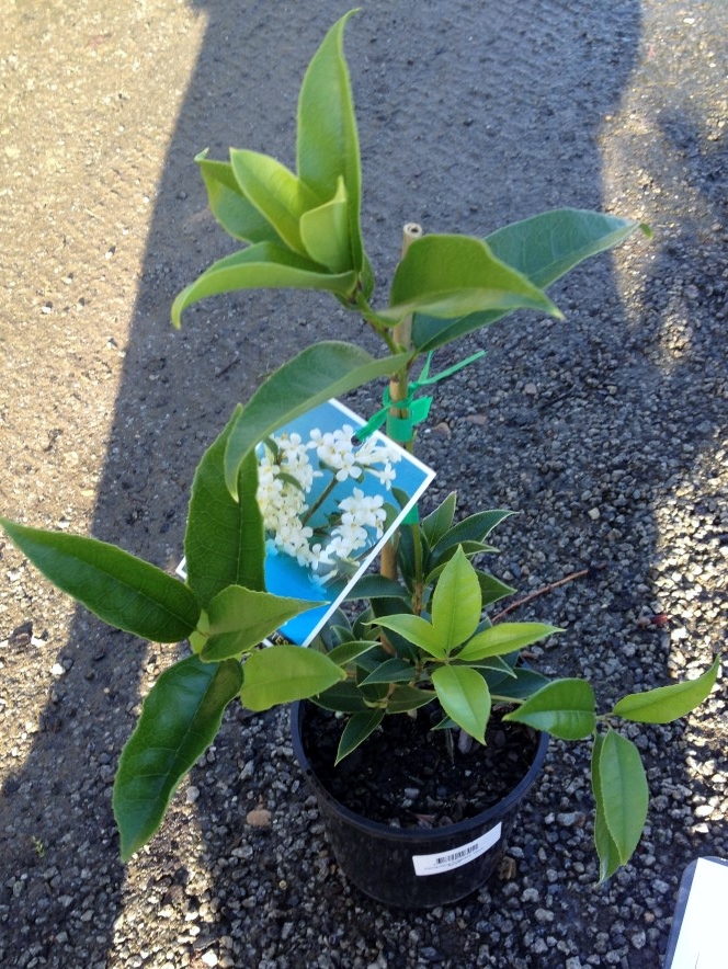 Osmanthus fragrans | Wholesale Nursery - Nurseries in Melbourne ...