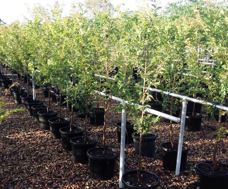Ulmus parvifolia Todd | Wholesale Nursery - Nurseries in Melbourne ...