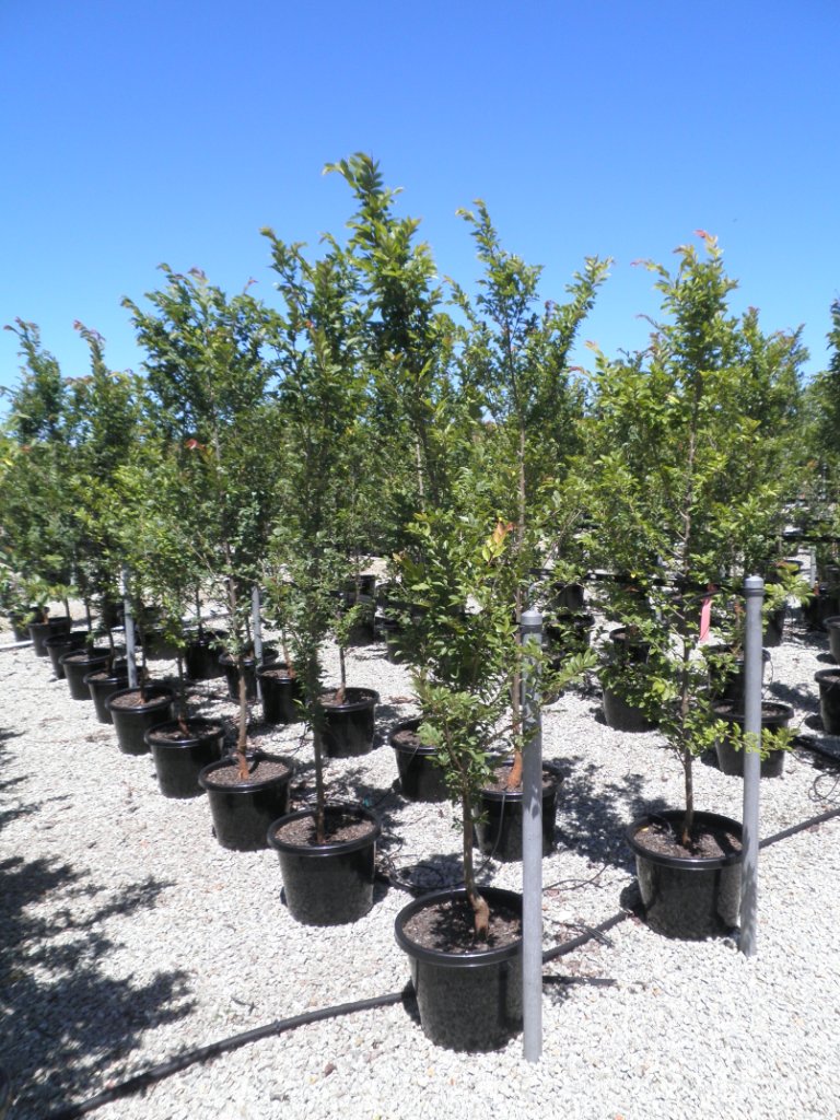 Ulmus parvifolia Todd | Wholesale Nursery - Nurseries in Melbourne ...