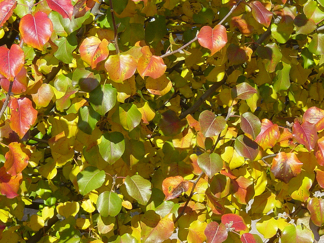 Pyrus calleryana Red Spire | Wholesale Nursery - Nurseries in Melbourne ...