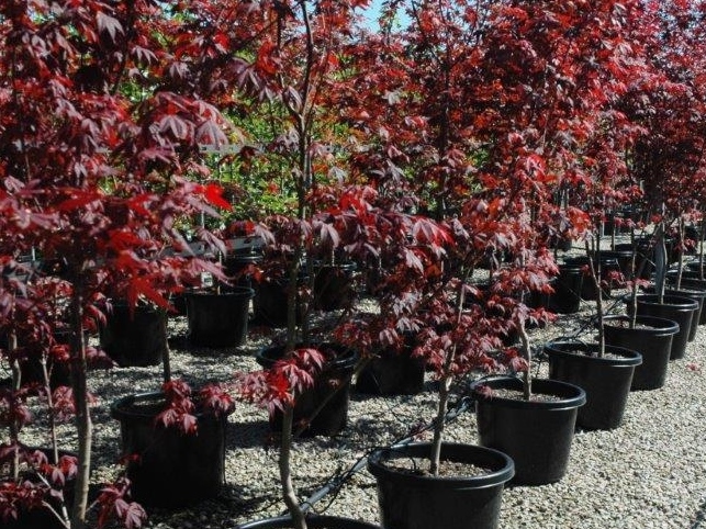 Acer palmatum Bloodgood | Wholesale Nursery - Nurseries in Melbourne ...