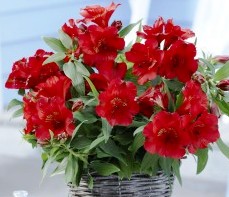 Alstroemeria hybrida Princess Kate | Wholesale Nursery - Nurseries in ...