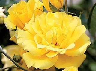 Rosa Assorted | Wholesale Nursery - Nurseries in Melbourne, Sydney ...