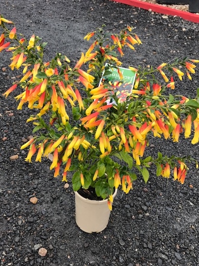 Jacobinia pauciflora Firefly | Wholesale Nursery - Nurseries in ...