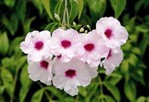 Pandorea jasminoides | Wholesale Nursery - Nurseries in Melbourne ...