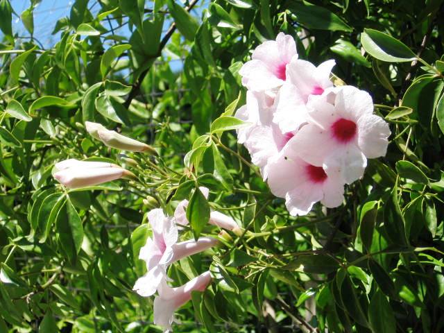 Pandorea jasminoides | Wholesale Nursery - Nurseries in Melbourne ...