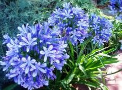 Agapanthus praecox Blue | Wholesale Nursery - Nurseries in Melbourne ...