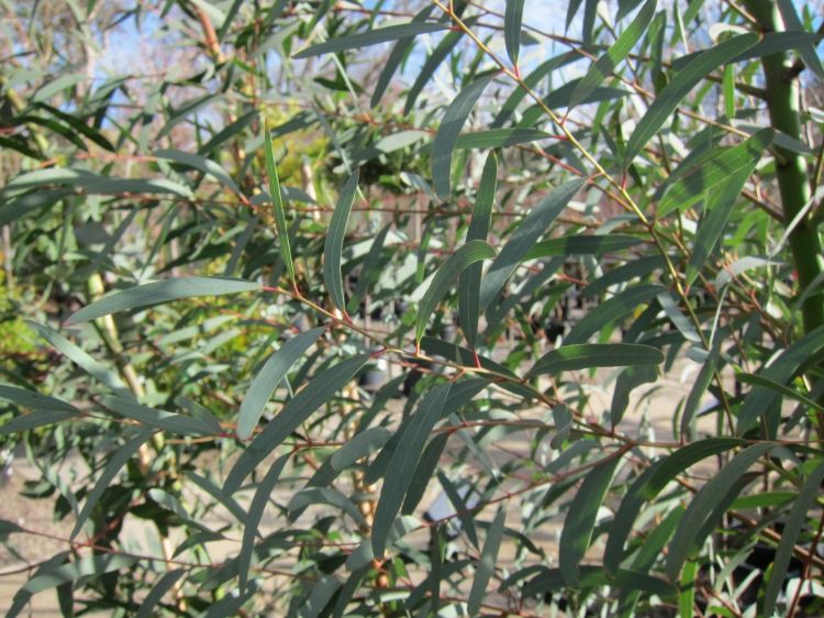 Eucalyptus mannifera Little Spotty | Wholesale Nursery - Nurseries in ... Eucalyptus mannifera Little Spotty | Wholesale Nursery - Nurseries in ...