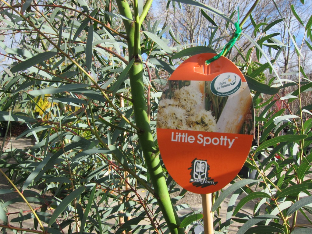 Eucalyptus mannifera Little Spotty | Wholesale Nursery - Nurseries in ... Eucalyptus mannifera Little Spotty | Wholesale Nursery - Nurseries in ...