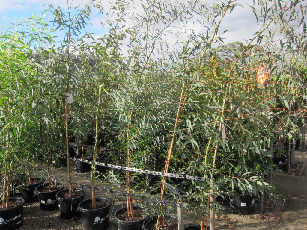 Eucalyptus mannifera Little Spotty | Wholesale Nursery - Nurseries in ... Eucalyptus mannifera Little Spotty | Wholesale Nursery - Nurseries in ...