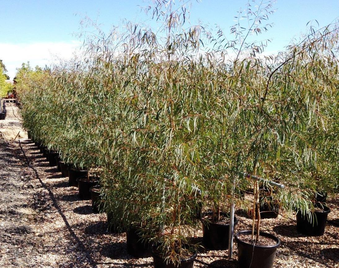 Eucalyptus mannifera Little Spotty | Wholesale Nursery - Nurseries in ... Eucalyptus mannifera Little Spotty | Wholesale Nursery - Nurseries in ...