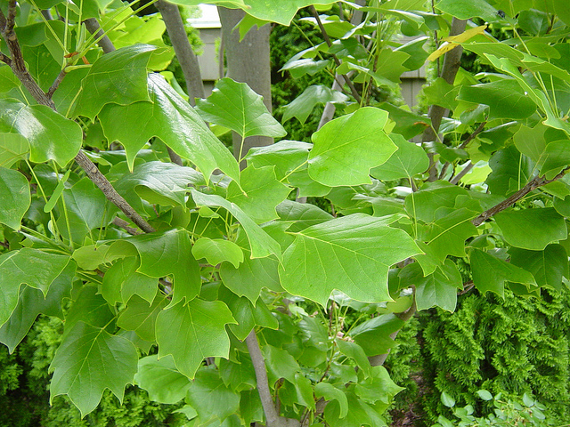 Liriodendron tulipifera Fastigiata | Wholesale Nursery - Nurseries in ...