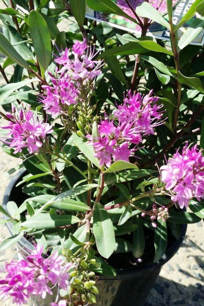 Hebe hybrida Wiri Charm | Wholesale Nursery - Nurseries in Melbourne ...