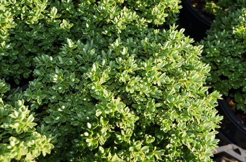 Hebe Albicans Wholesale Nursery Nurseries In Melbourne Sydney