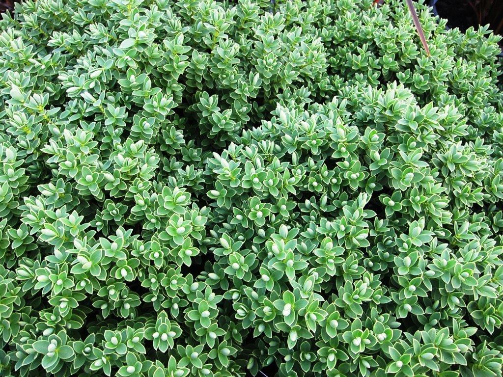 Hebe Albicans Wholesale Nursery Nurseries In Melbourne Sydney