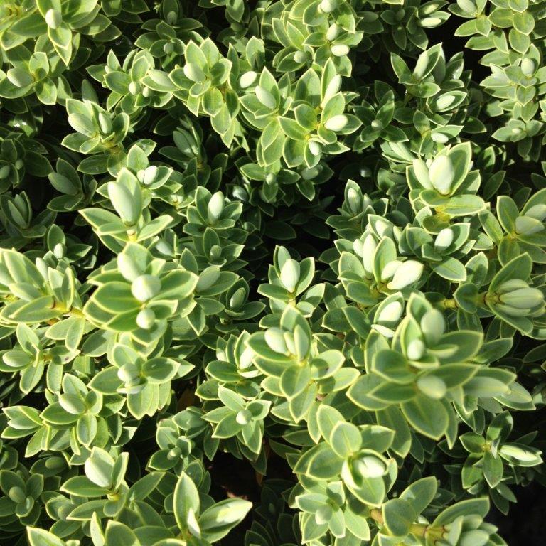 Hebe Albicans Wholesale Nursery Nurseries In Melbourne Sydney