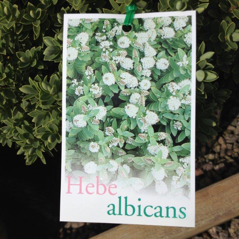 Hebe Albicans Wholesale Nursery Nurseries In Melbourne Sydney