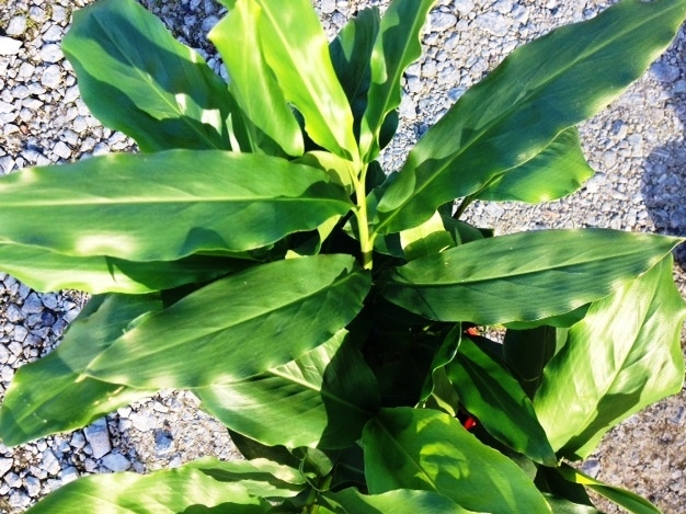 Alpinia nutans | Wholesale Nursery - Nurseries in Melbourne & Brisbane ...