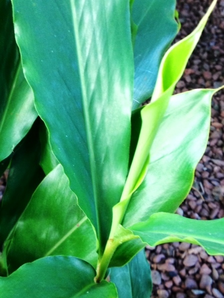 Alpinia nutans | Wholesale Nursery - Nurseries in Melbourne & Brisbane ...