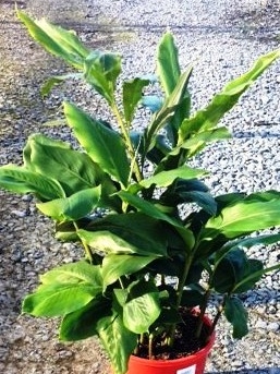 Alpinia nutans | Wholesale Nursery - Nurseries in Melbourne & Brisbane ...