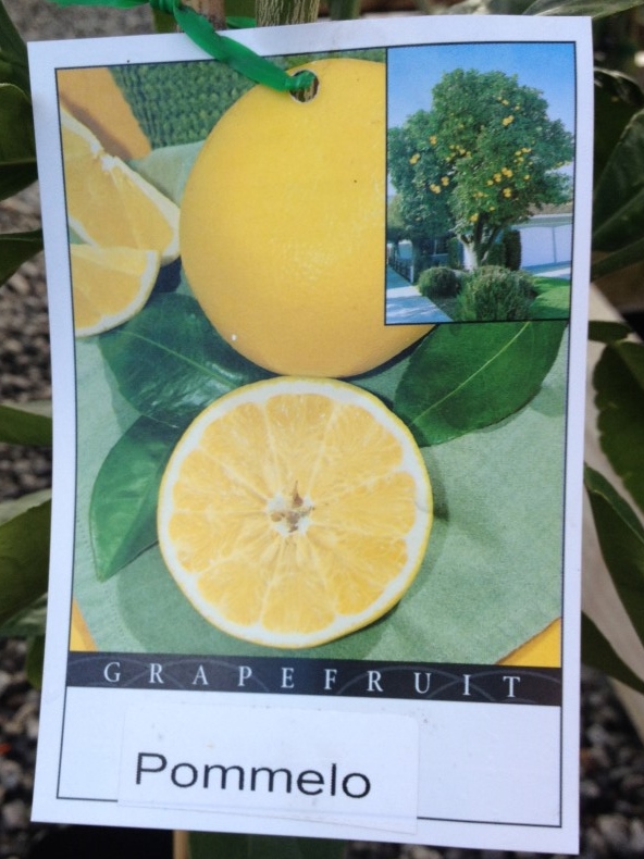 Citrus maxima | Wholesale Nursery - Nurseries in Melbourne & Brisbane ...