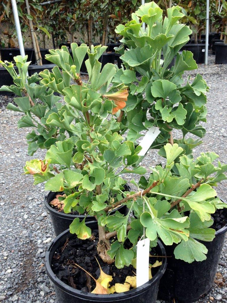 Ginkgo biloba Mariken | Wholesale Nursery - Nurseries in Melbourne ...