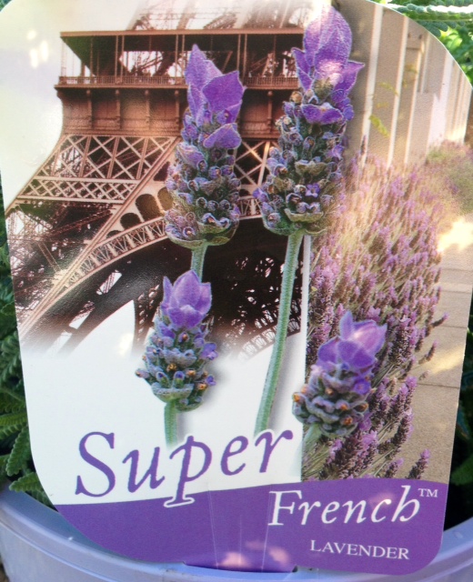 Lavandula dentata Super French | Wholesale Nursery - Nurseries in ...