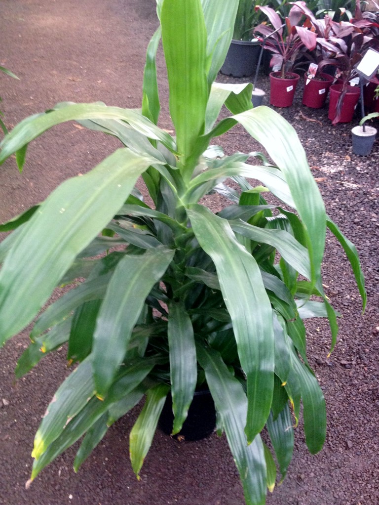 Dracaena deremensis Janet Craig | Wholesale Nursery - Nurseries in ...