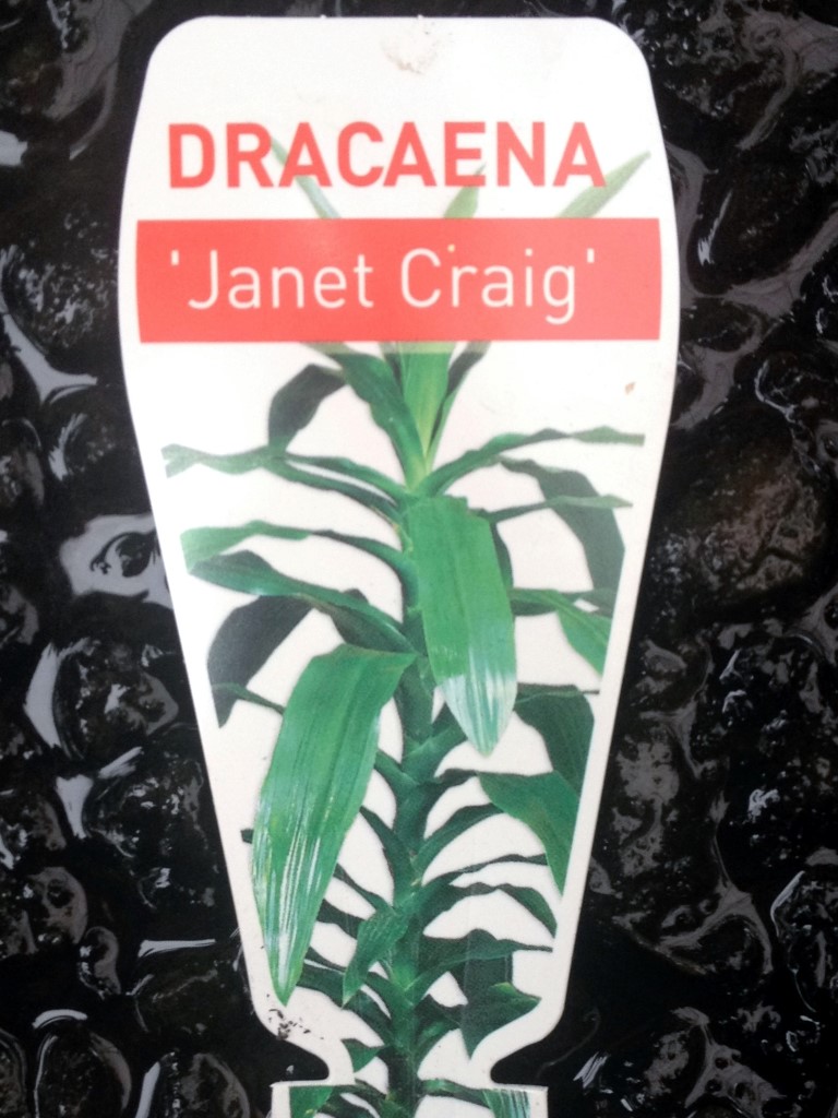 Dracaena deremensis Janet Craig | Wholesale Nursery - Nurseries in ...