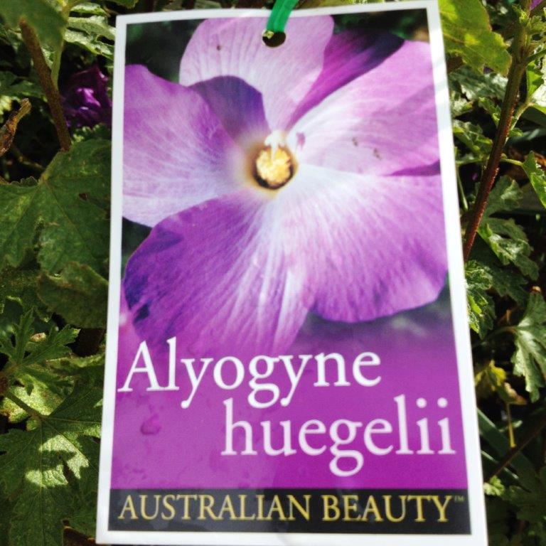 Alyogyne huegelii | Wholesale Nursery - Nurseries in Melbourne ...