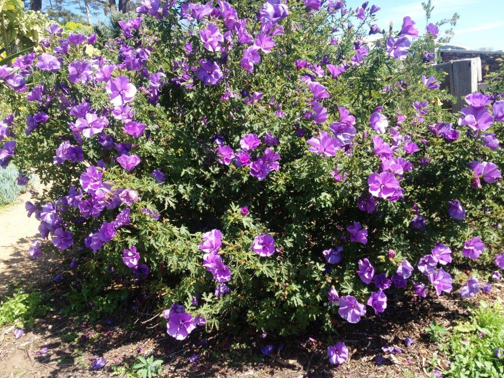Alyogyne huegelii | Wholesale Nursery - Nurseries in Melbourne ...