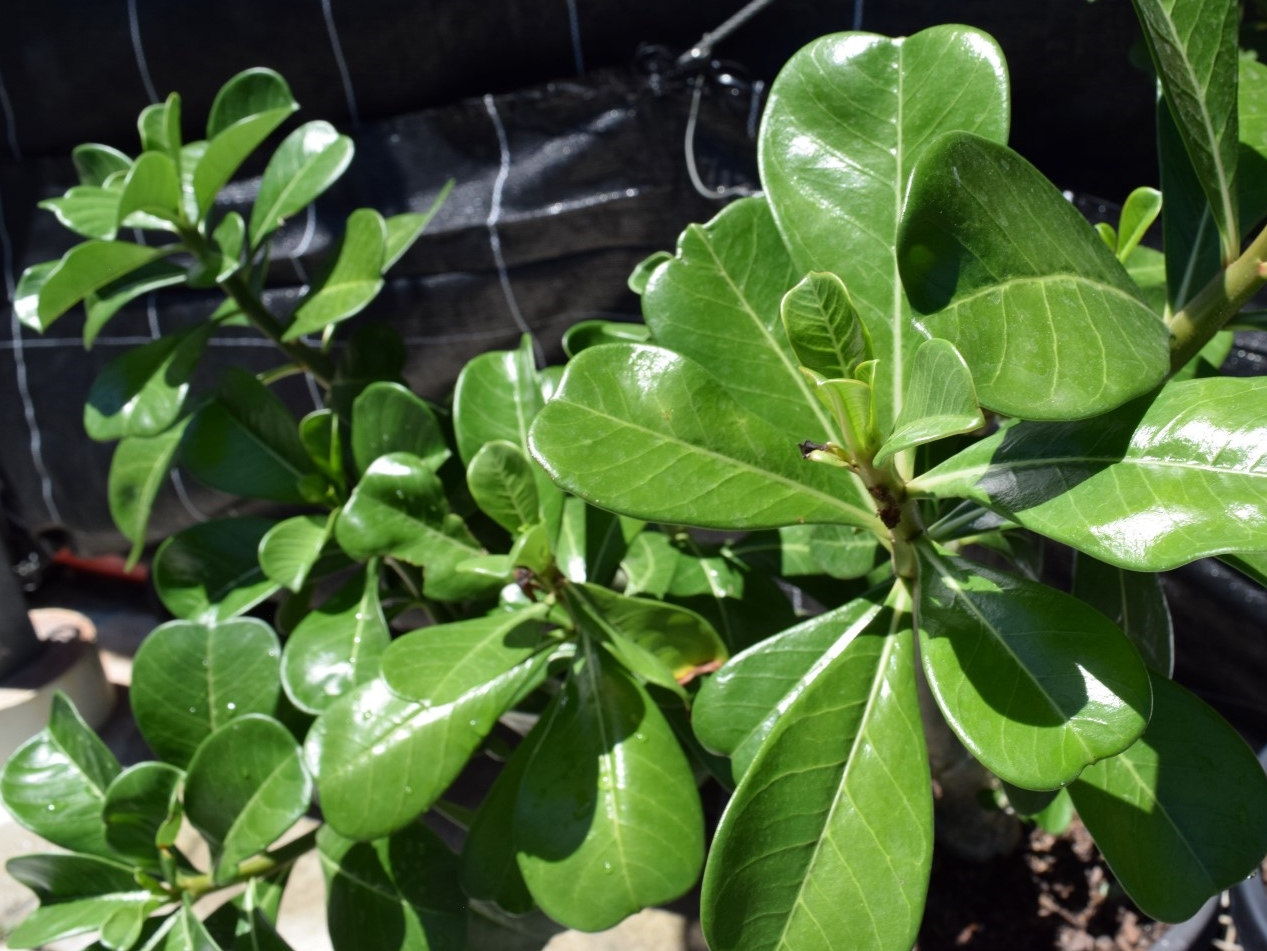 Adenium obesum | Wholesale Nursery - Nurseries in Melbourne & Brisbane ...