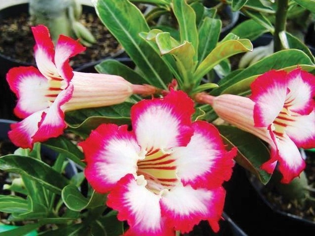 Adenium obesum | Wholesale Nursery - Nurseries in Melbourne & Brisbane ...