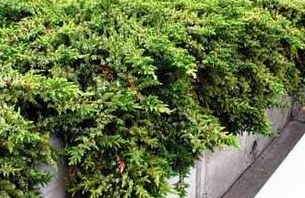 Juniperus conferta | Wholesale Nursery - Nurseries in Melbourne ...