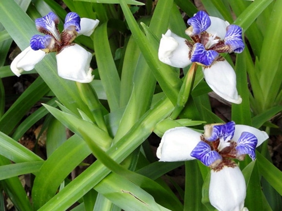 Neomarica bicolor | Wholesale Nursery - Nurseries in Melbourne, Sydney ...