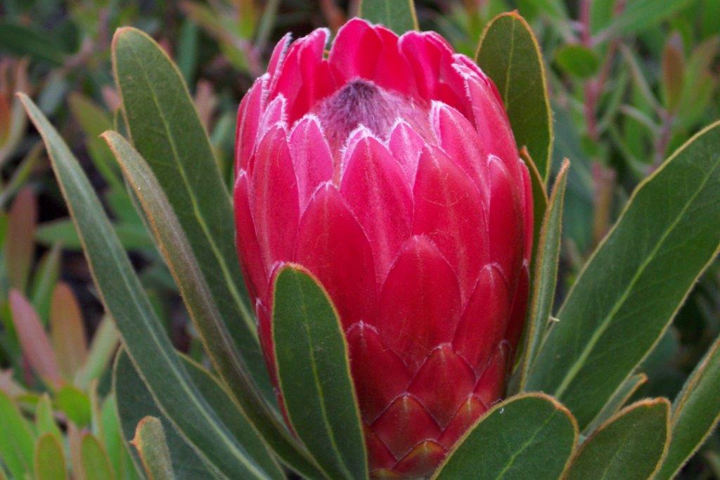 Protea neriifolia susannae Pink Ice | Wholesale Nursery - Nurseries in ...