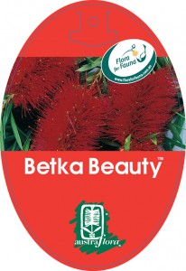 Callistemon kenmorrisonii Betka Beauty | Wholesale Nursery - Nurseries ...
