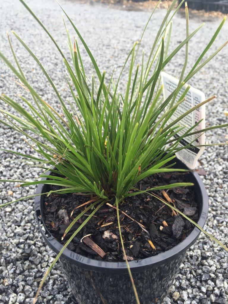 Lomandra confertifolia Little Tuffy | Wholesale Nursery - Nurseries in ...
