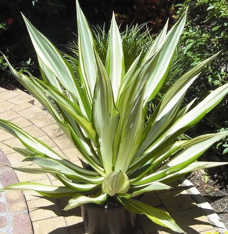 Furcraea foetida Variegata | Wholesale Nursery - Nurseries in Melbourne ...