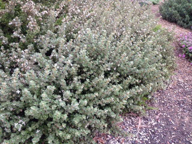 Correa alba Compacta | Wholesale Nursery - Nurseries in Melbourne ...