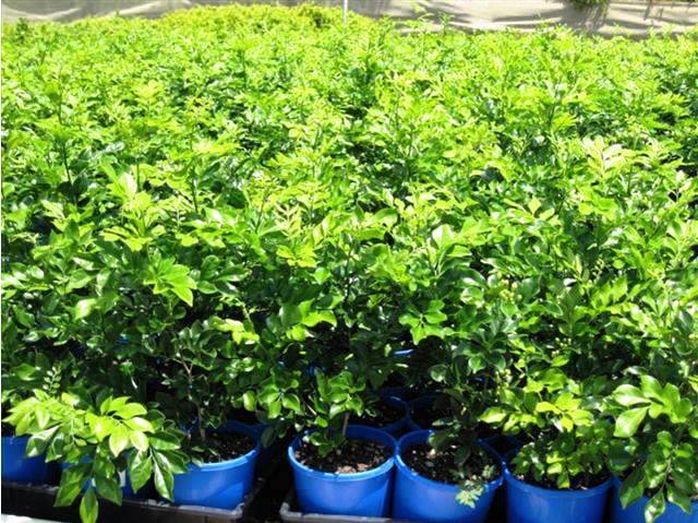 Murraya paniculata | Wholesale Nursery - Nurseries in Melbourne ...