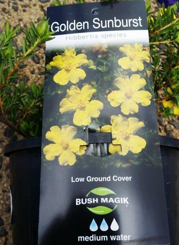 Hibbertia vestita Golden Sunburst | Wholesale Nursery - Nurseries in ...