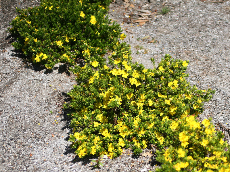 Hibbertia vestita Golden Sunburst | Wholesale Nursery - Nurseries in ...