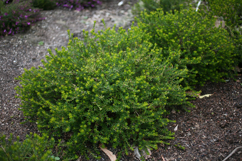 Hibbertia vestita Golden Sunburst | Wholesale Nursery - Nurseries in ...
