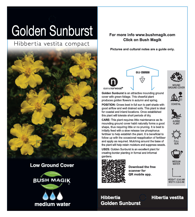 Hibbertia vestita Golden Sunburst | Wholesale Nursery - Nurseries in ...